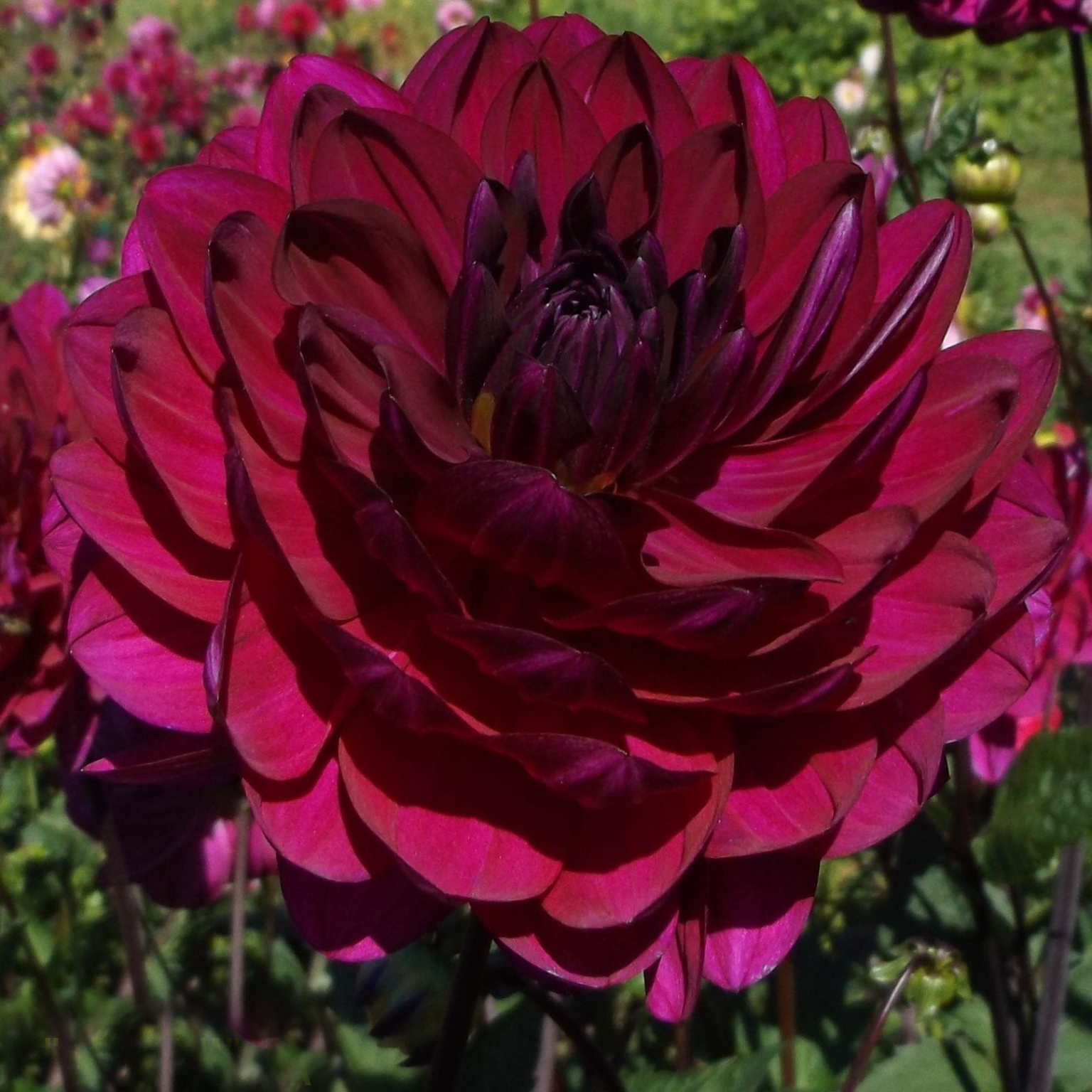 2025 Hart, Dudley, and Gullikson Awards - The American Dahlia Society
