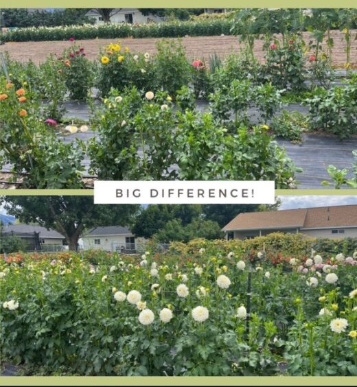 Understanding Virus in Dahlia - The American Dahlia Society